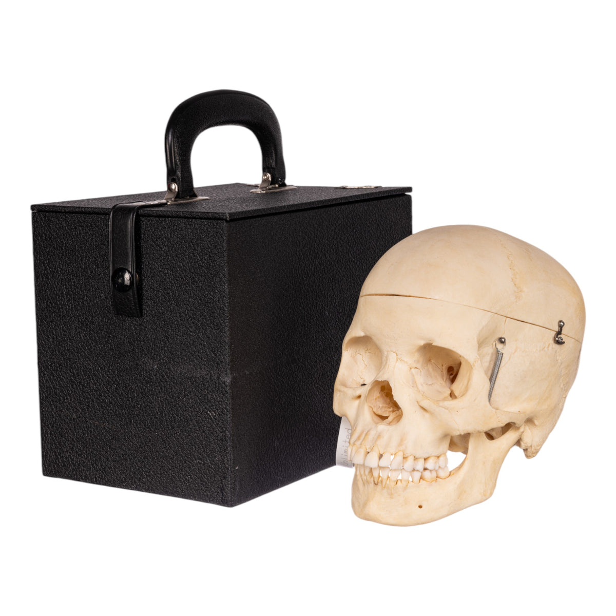 Real Human Skull With Carrying Case For Sale — Skulls Unlimited ...