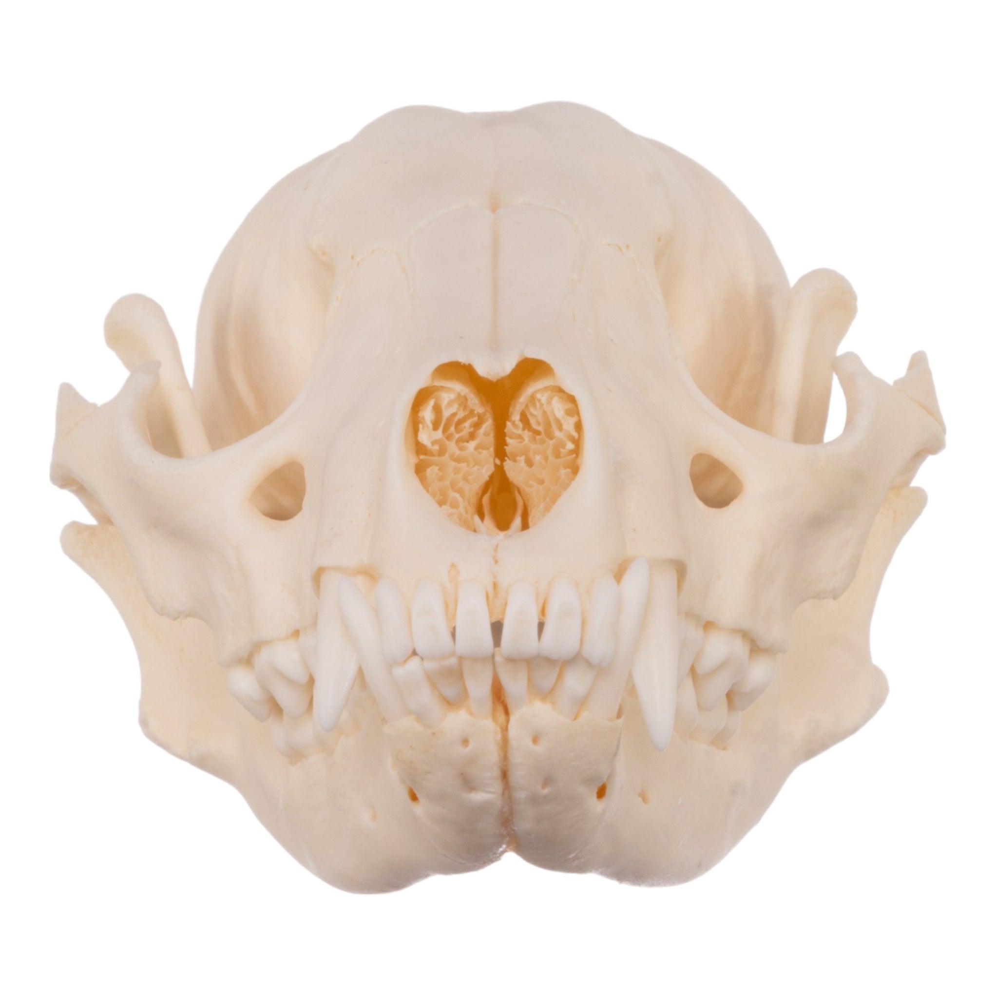 Real Raccoon Skull For Sale — Skulls Unlimited International, Inc.