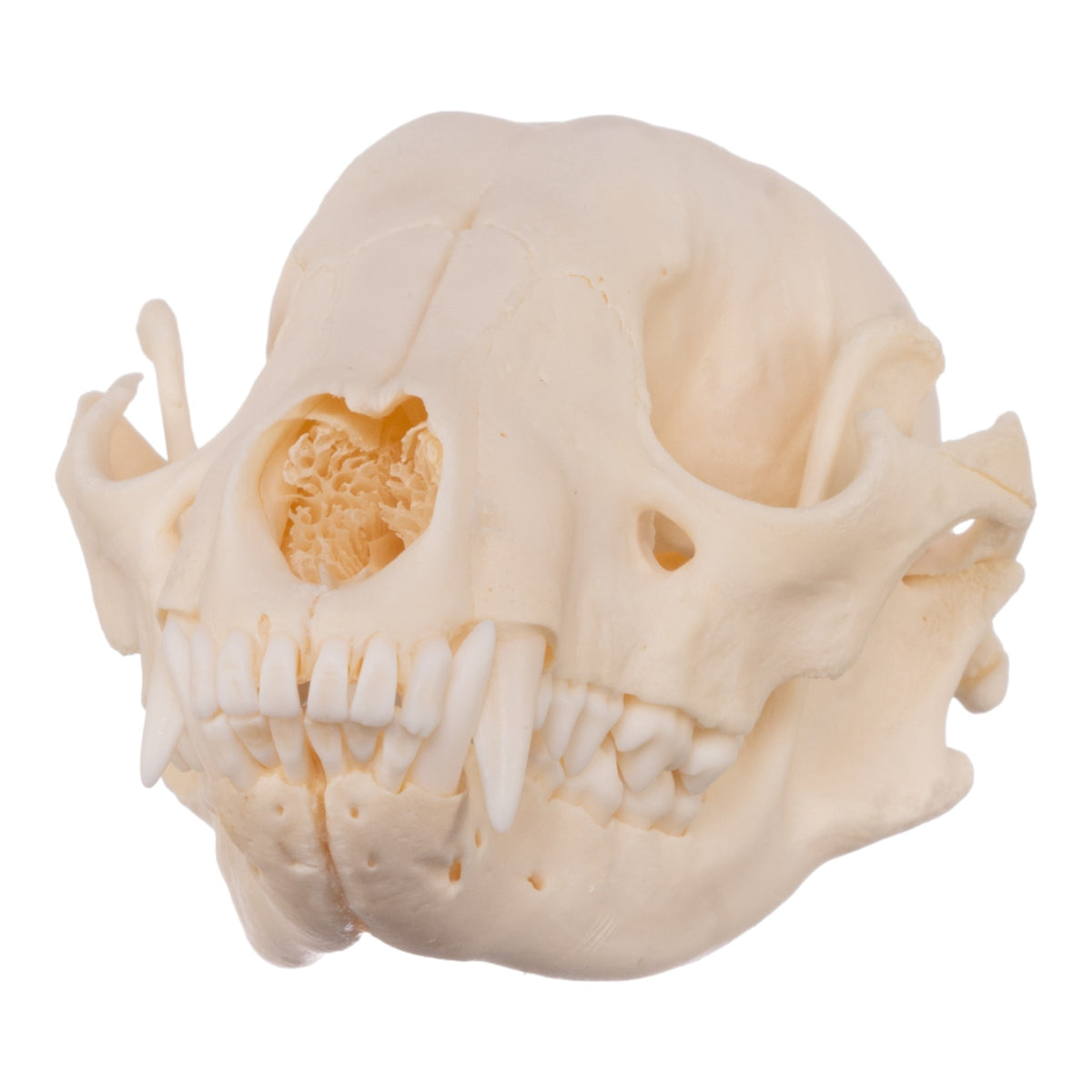 Real Raccoon Skull For Sale — Skulls Unlimited International, Inc.