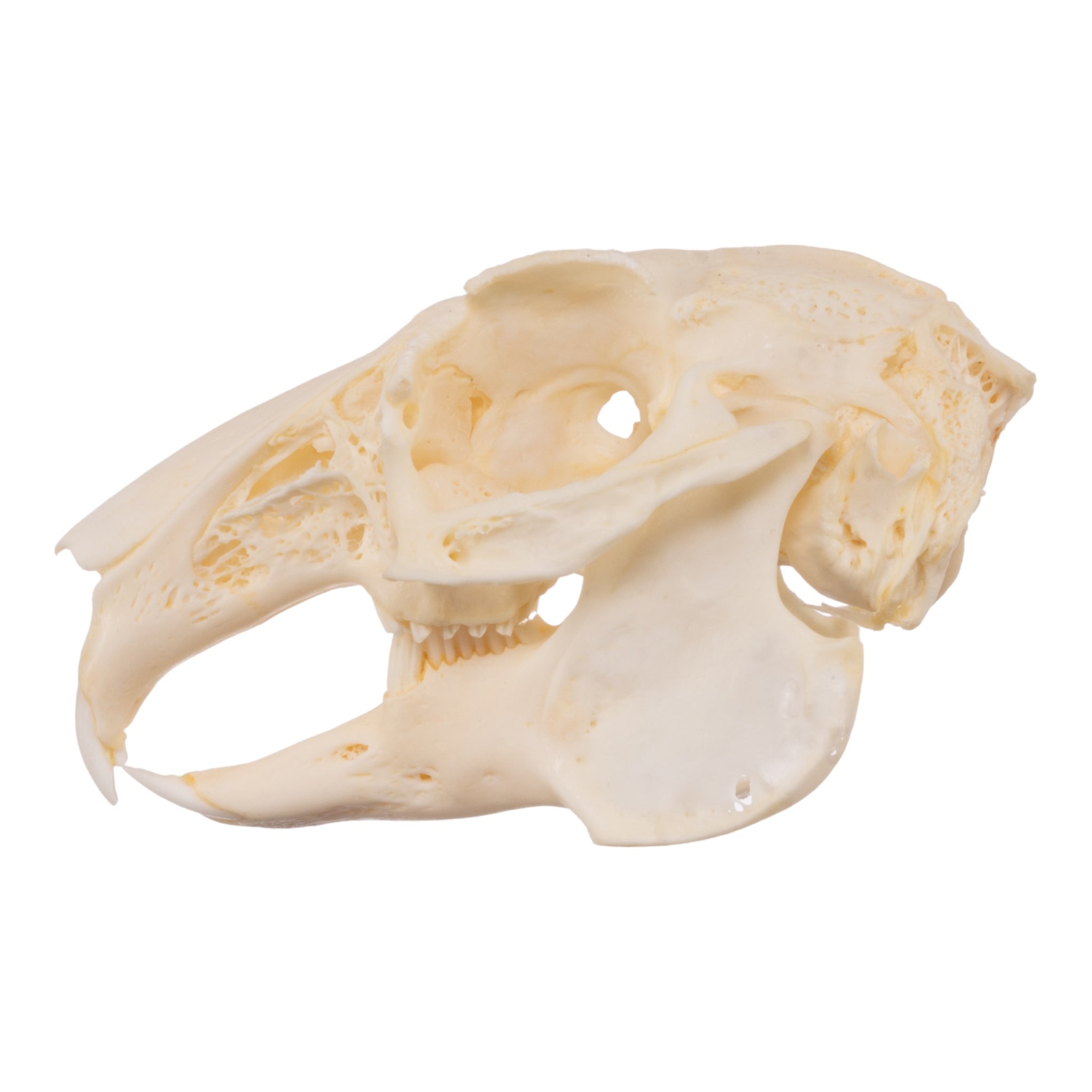 Real Domestic European Rabbit Skull For Sale — Skulls Unlimited ...