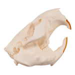 Real American Beaver Skull For Sale — Skulls Unlimited International, Inc.