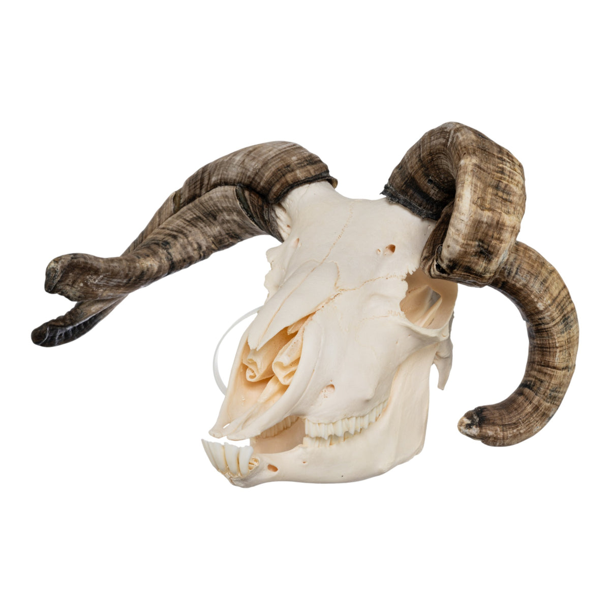 Real Four-horned Jacob Sheep Skull For Sale — Skulls Unlimited ...