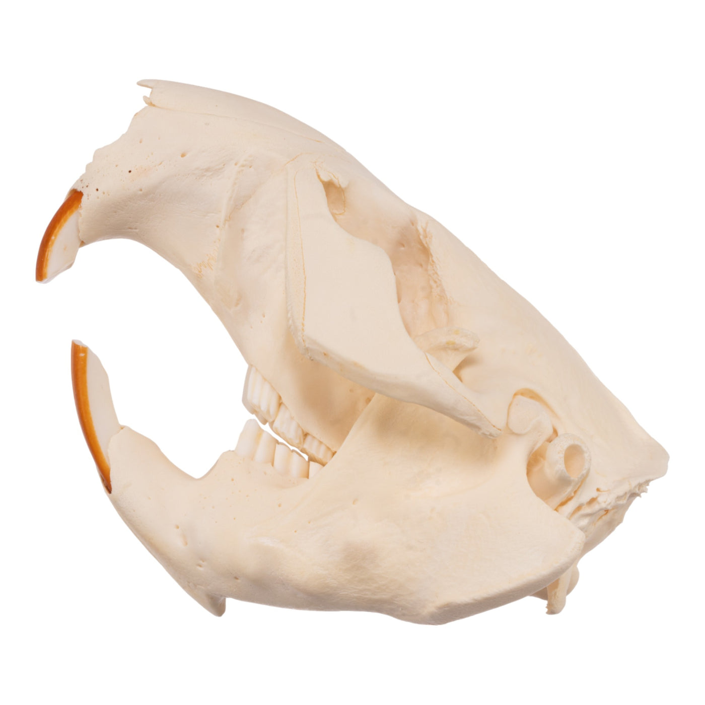 Real American Beaver Skull For Sale — Skulls Unlimited International, Inc.