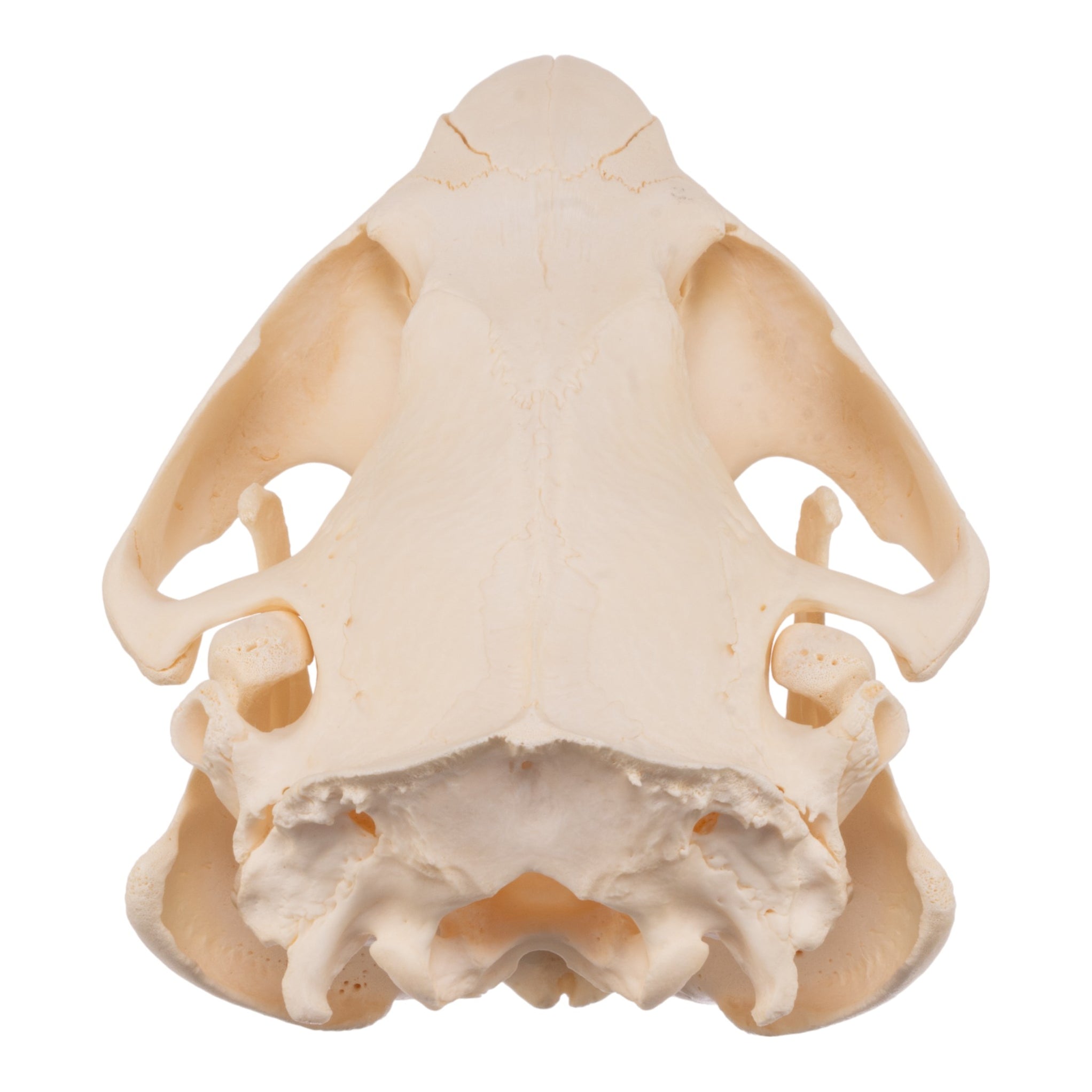 Real American Beaver Skull For Sale — Skulls Unlimited International, Inc.