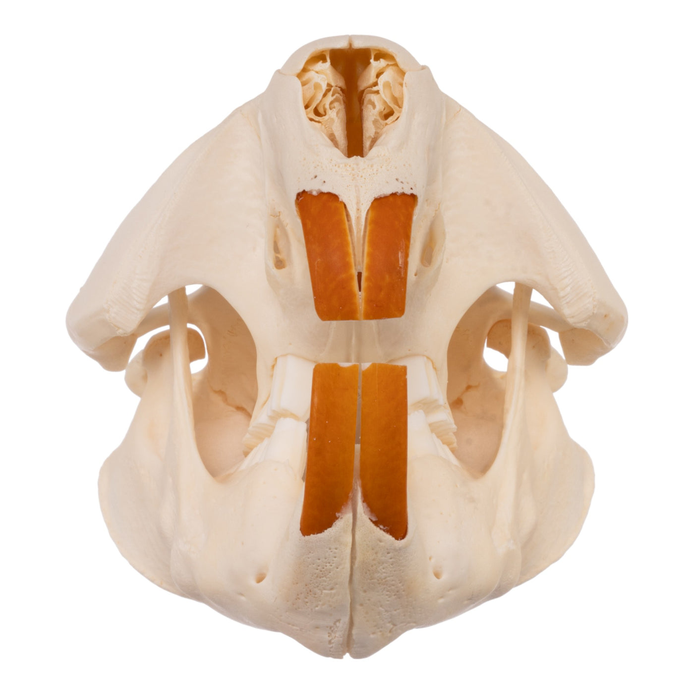 Real American Beaver Skull For Sale — Skulls Unlimited International, Inc.