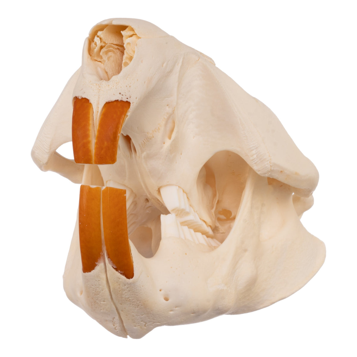 Real American Beaver Skull For Sale — Skulls Unlimited International, Inc.