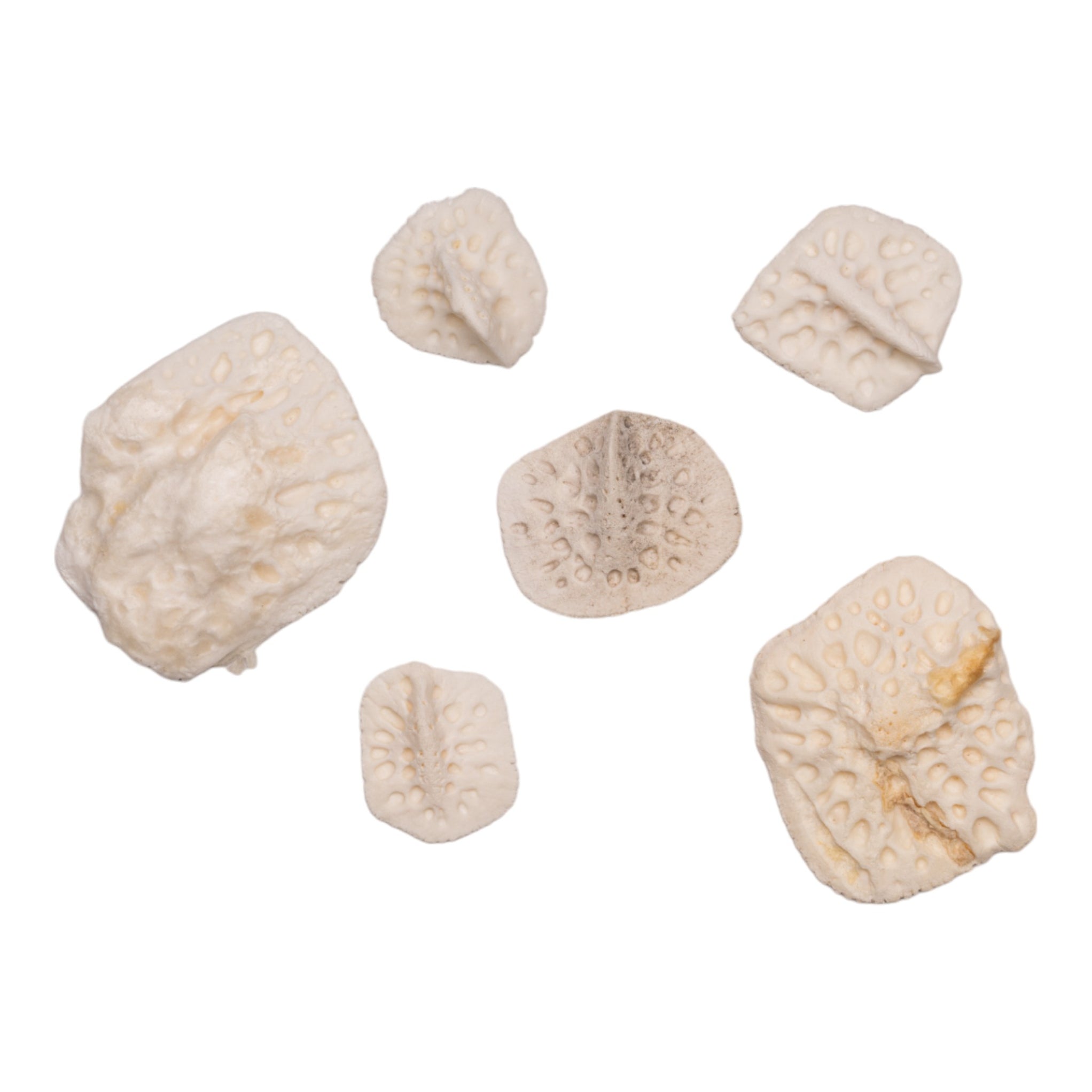 Real American Alligator Osteoderm For Sale — Skulls Unlimited ...