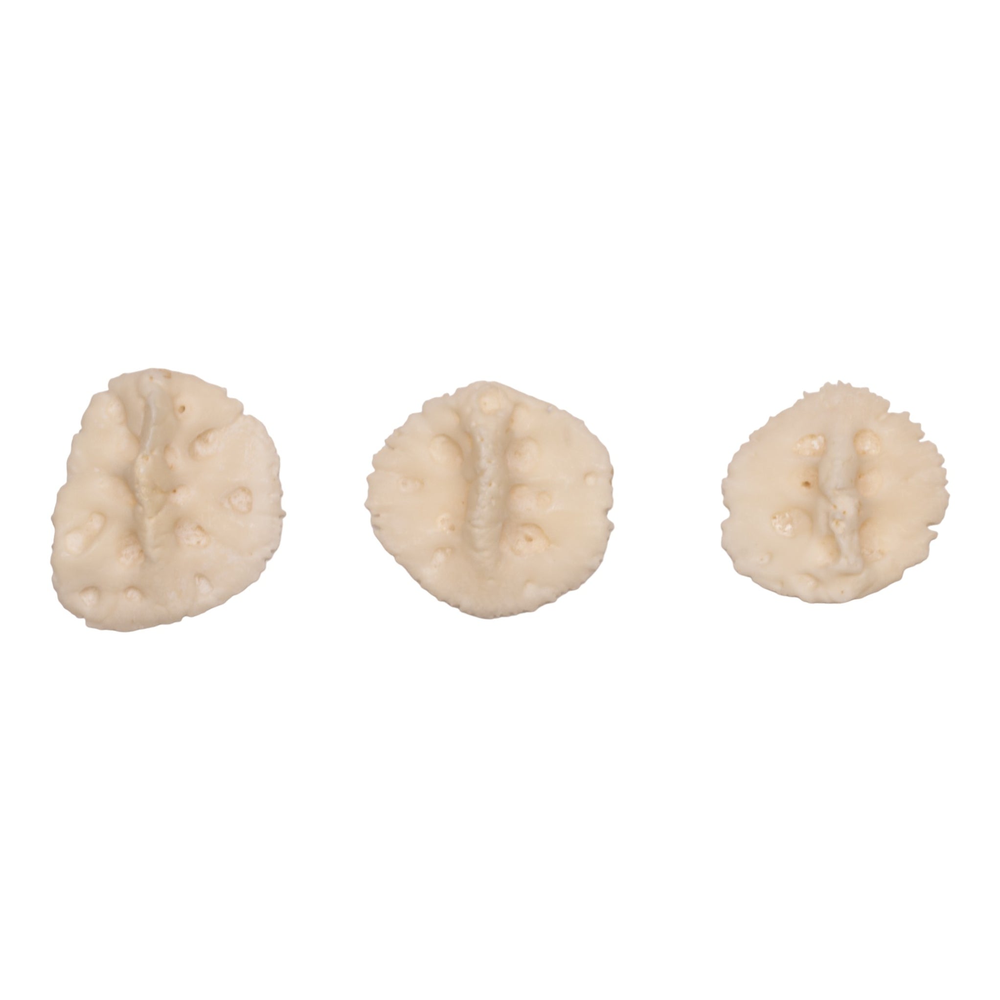 Real American Alligator Osteoderm For Sale — Skulls Unlimited ...