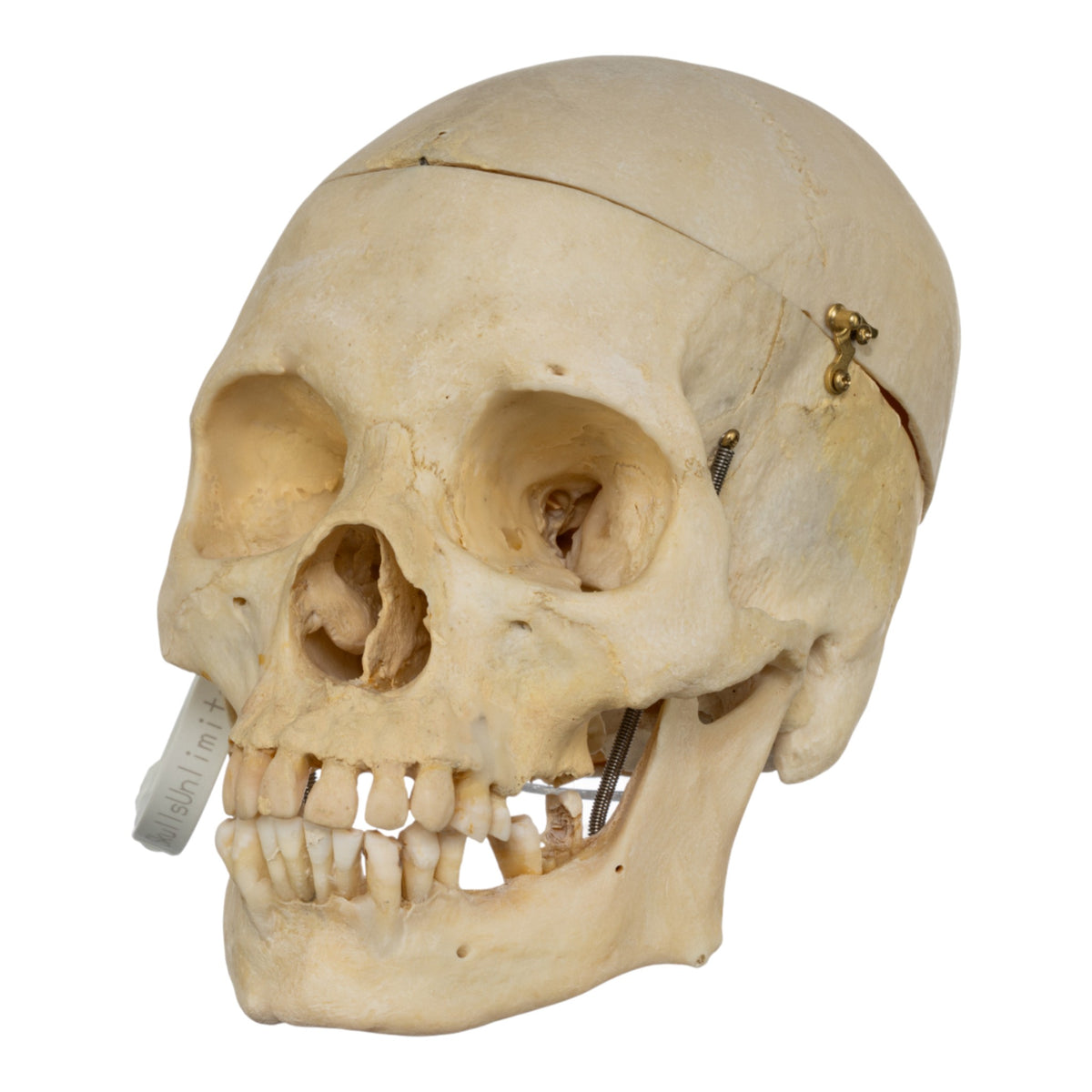 Real Human Skull For Sale — Skulls Unlimited International, Inc.