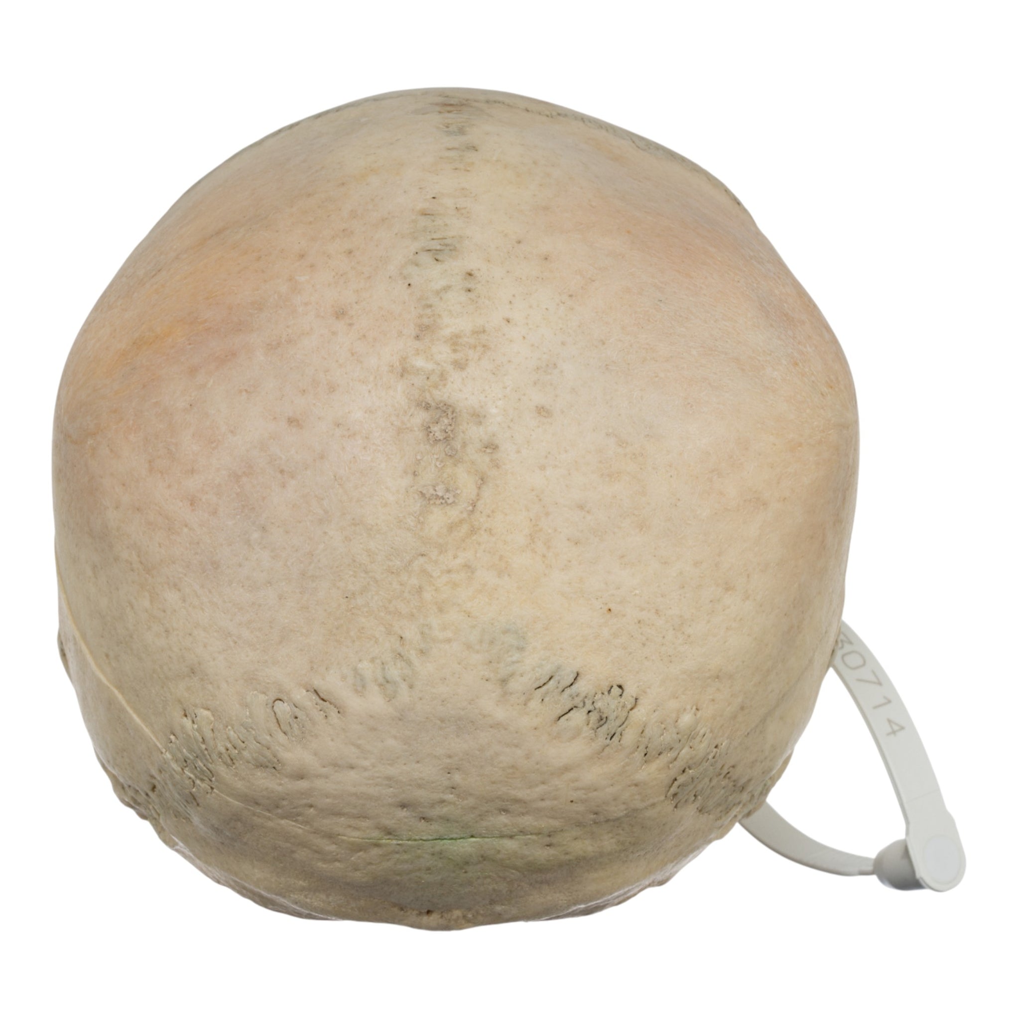 Real Human Skull For Sale — Skulls Unlimited International, Inc.