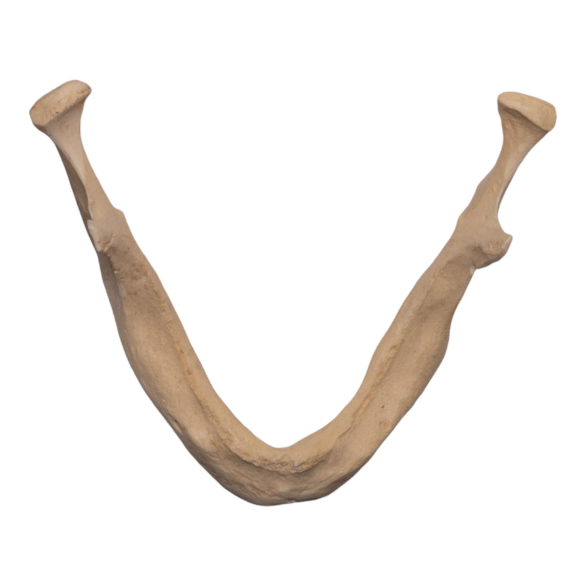 Replica Human Mandible For Sale — Skulls Unlimited International, Inc.