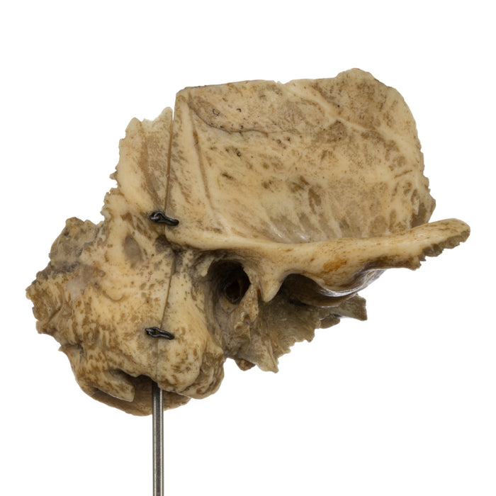 Real Human Articulated Temporal Bone On Stand For Sale — Skulls ...