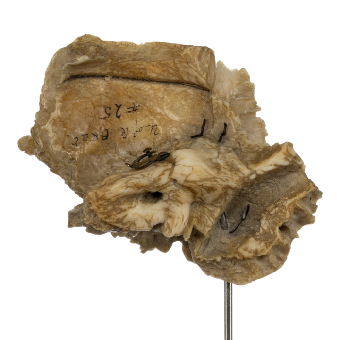 Real Human Articulated Temporal Bone On Stand For Sale — Skulls ...