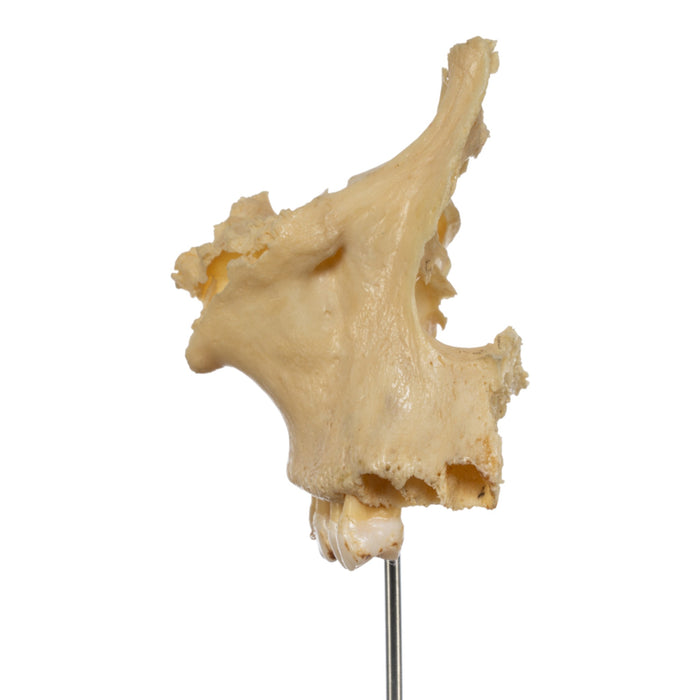 Real Human Maxillary Bone On Stand For Sale — Skulls Unlimited ...
