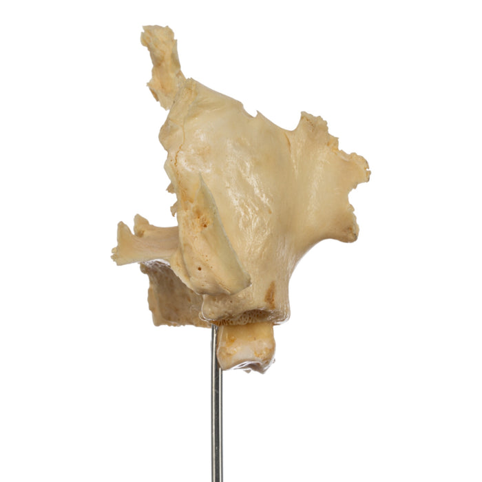 Real Human Maxillary Bone On Stand For Sale — Skulls Unlimited ...