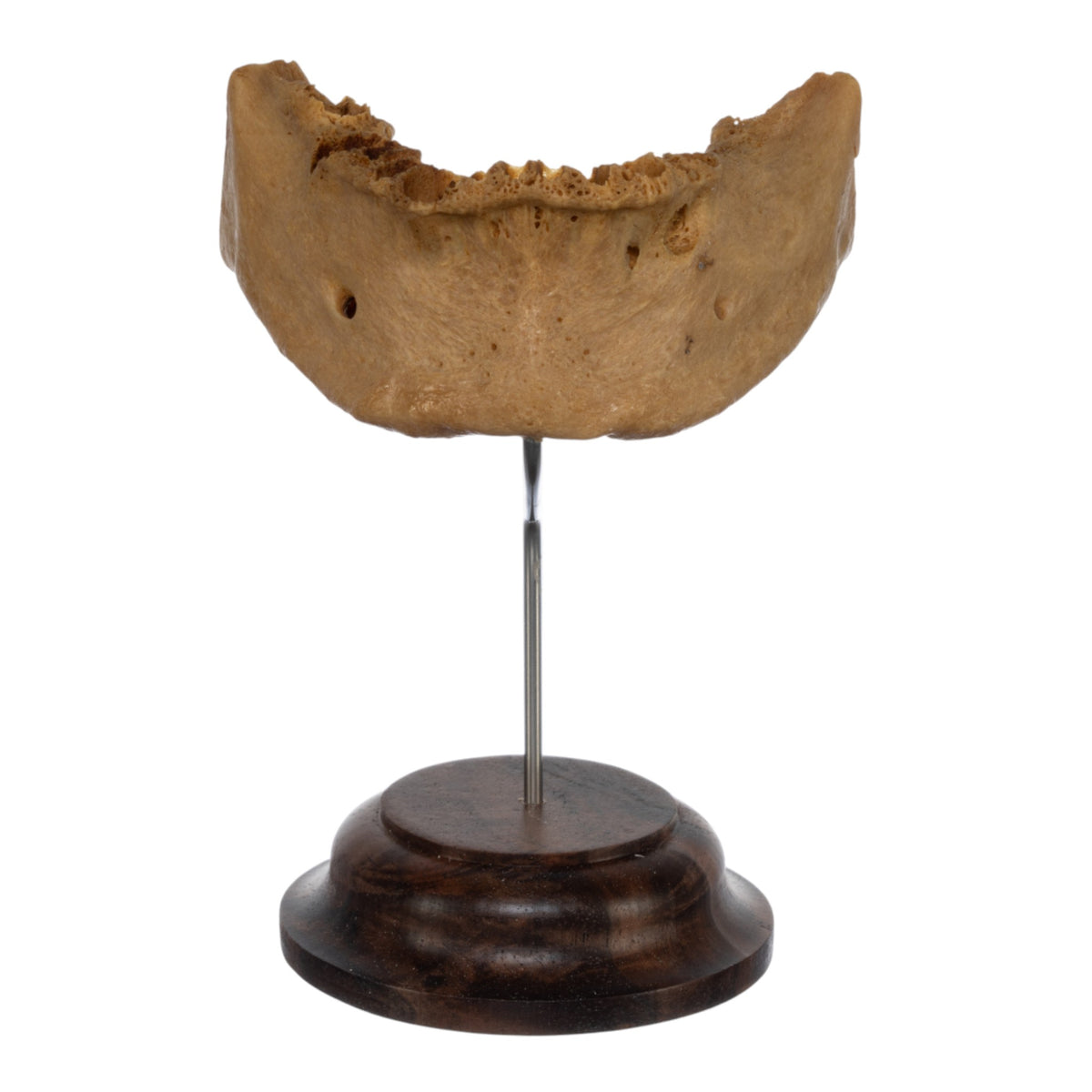 Real Human Partial Mandible On Stand For Sale — Skulls Unlimited ...