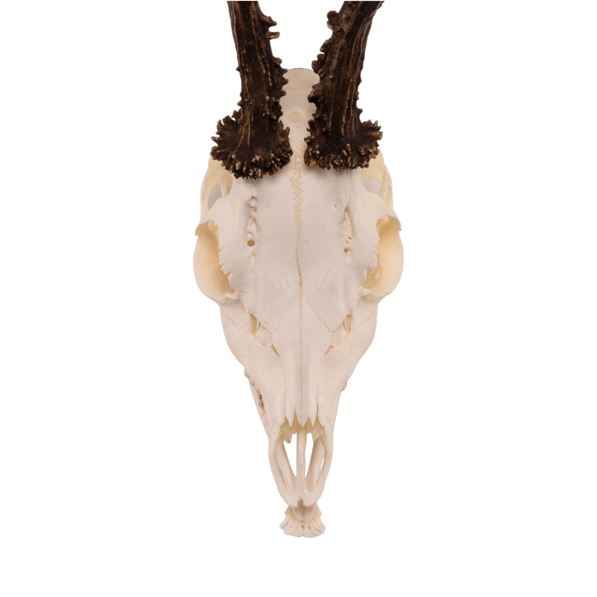 Real Roe Deer Skull with Mandible For Sale — Skulls Unlimited ...