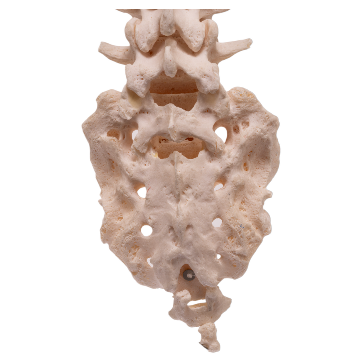 Real Human Spine with Sacrum For Sale — Skulls Unlimited International ...