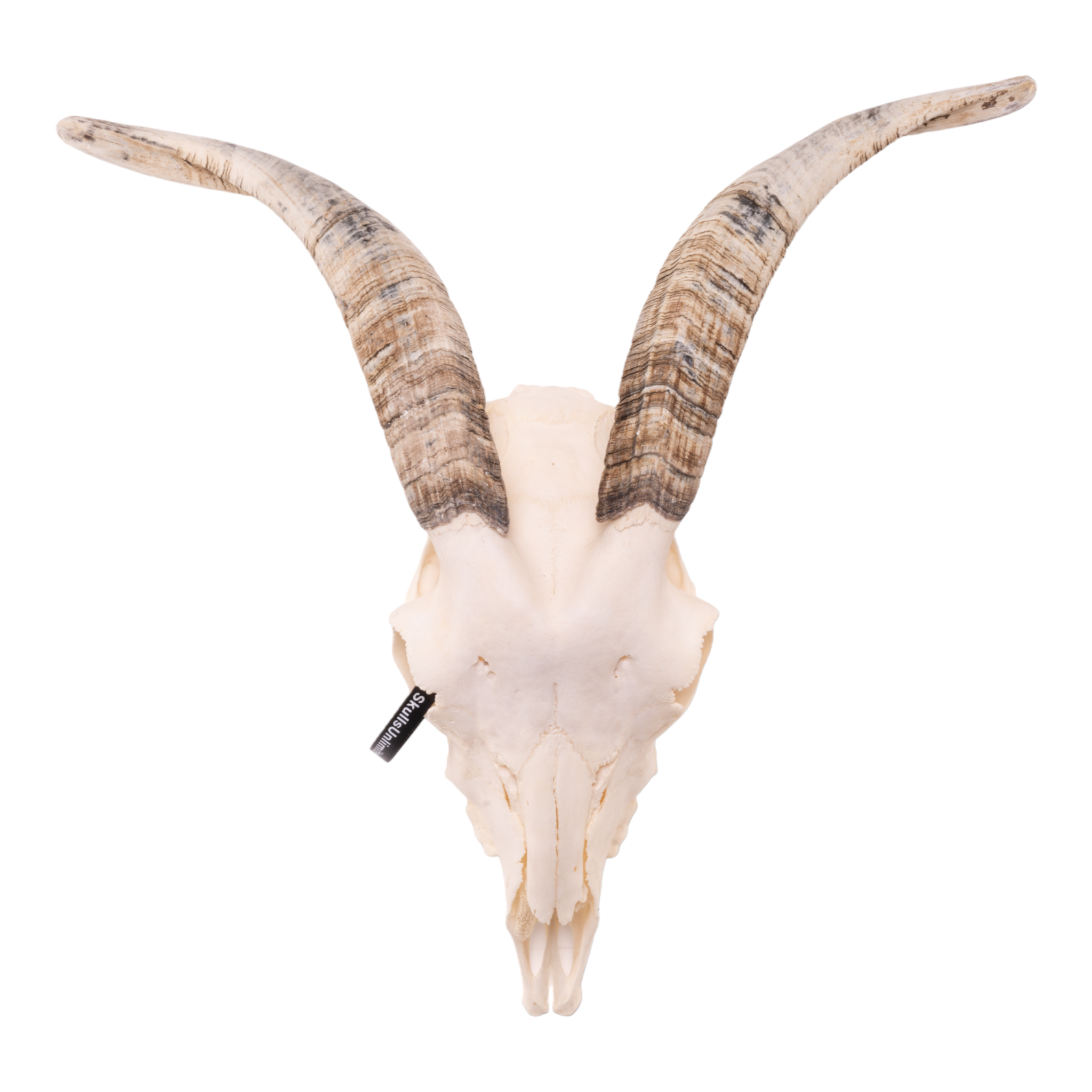 Real Domestic Goat Skull (Medium) For Sale — Skulls Unlimited ...