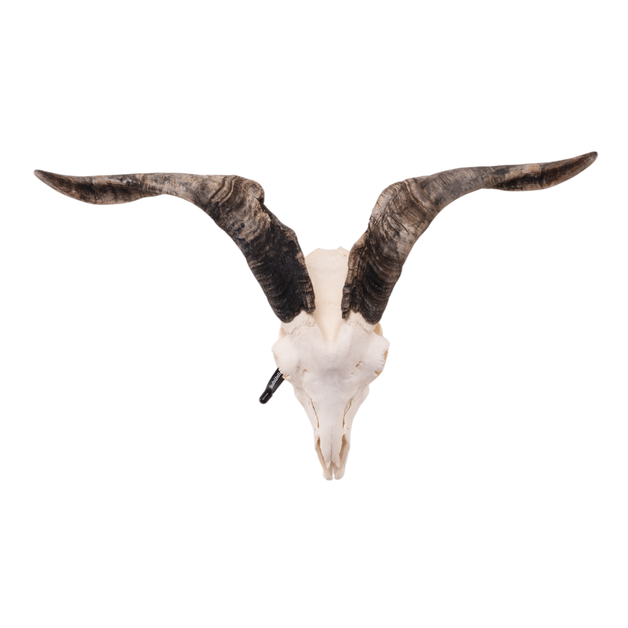 Real Domestic Goat Skull (Large) For Sale — Skulls Unlimited ...