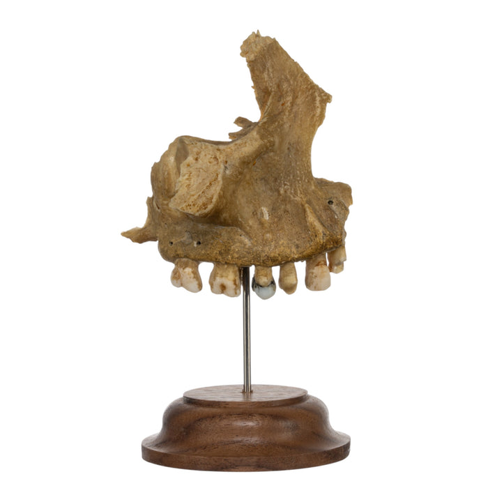 Real Human Maxillary Bone on Stand For Sale — Skulls Unlimited ...
