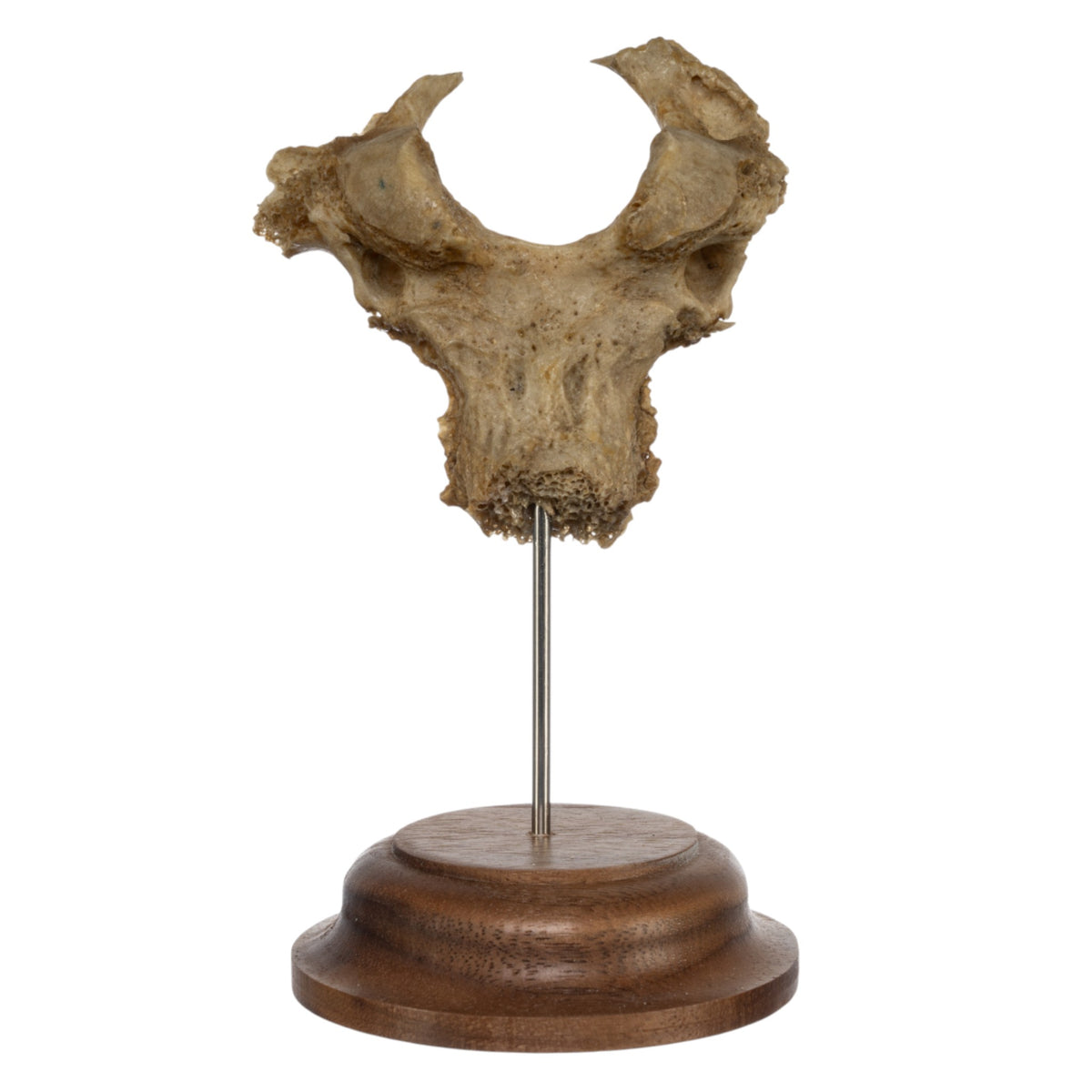 Real Human Partial Occipital Bone on Stand For Sale — Skulls Unlimited ...