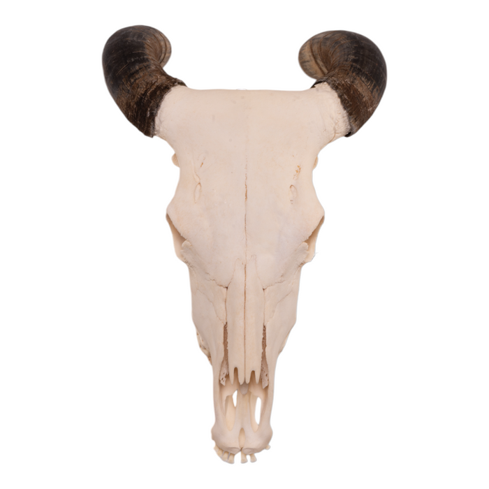 Real Cow Skull