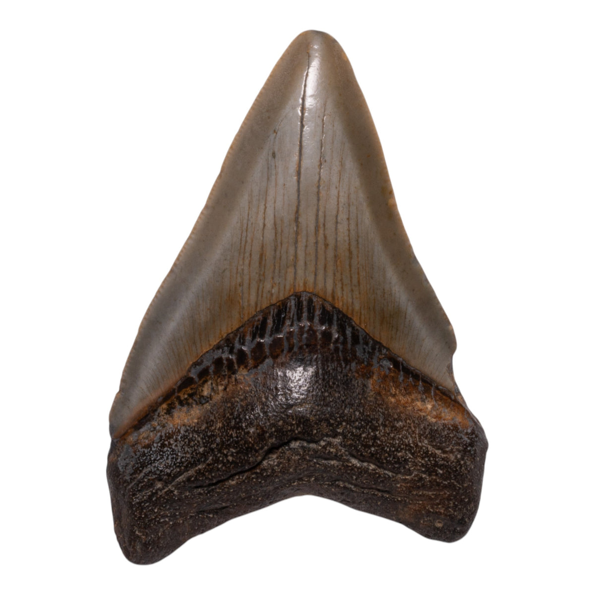 Real Megalodon Tooth For Sale — Skulls Unlimited International, Inc.