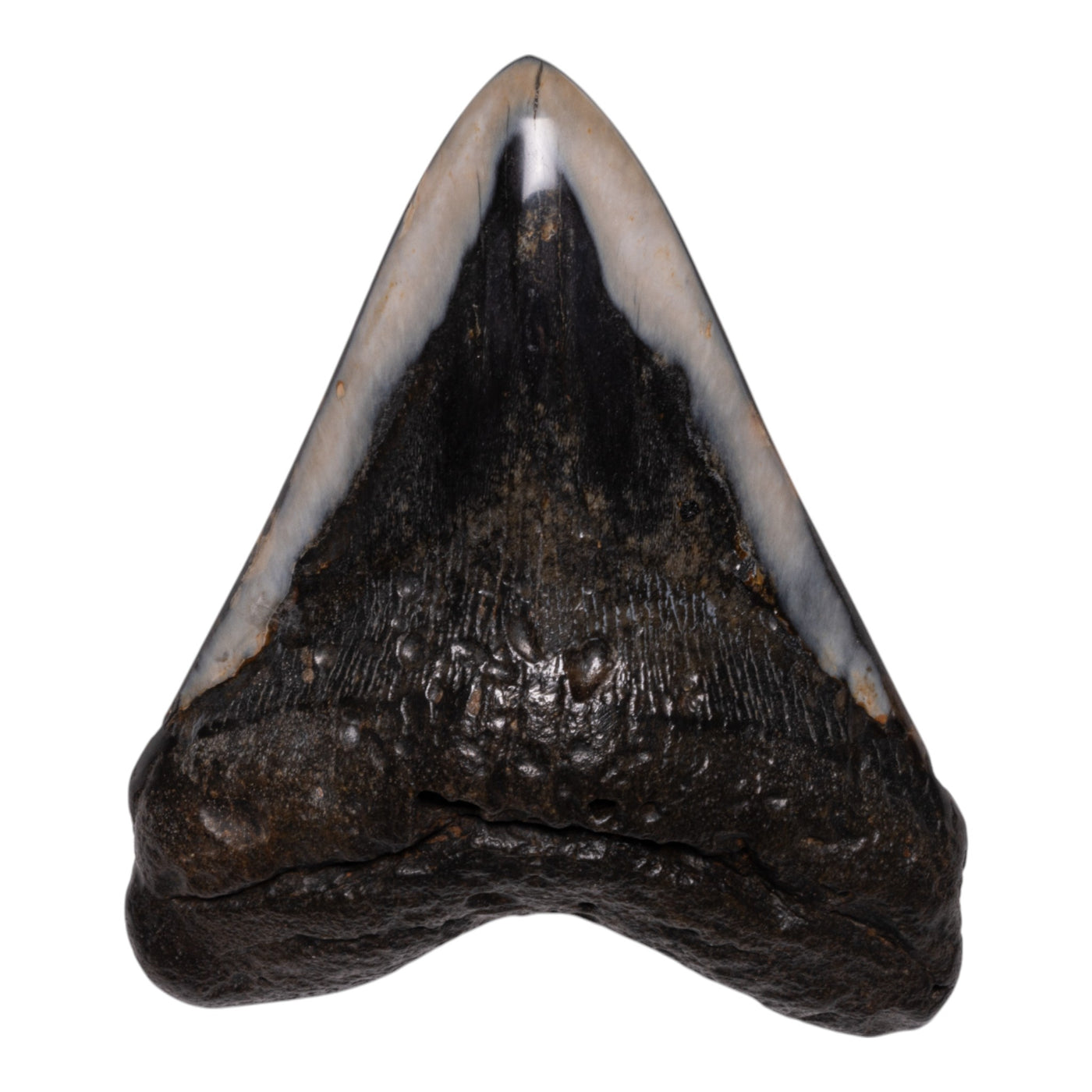 Real Megalodon Tooth For Sale — Skulls Unlimited International, Inc.