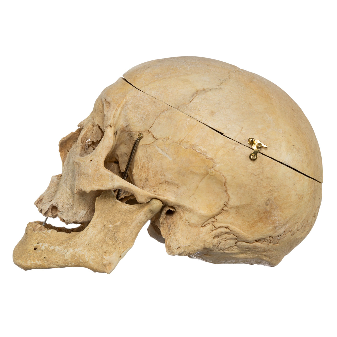 Real Human Skull For Sale — Skulls Unlimited International, Inc.