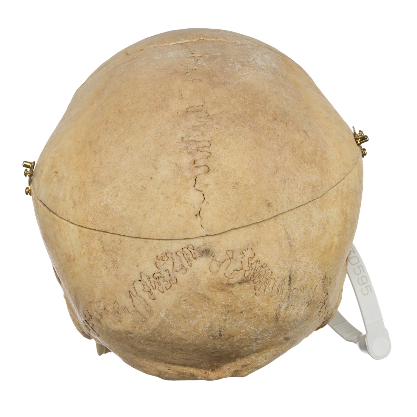 Real Human Skull For Sale — Skulls Unlimited International, Inc.