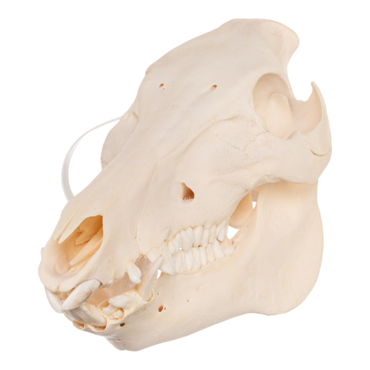 Real Adolescent Pig Skull For Sale — Skulls Unlimited International, Inc.