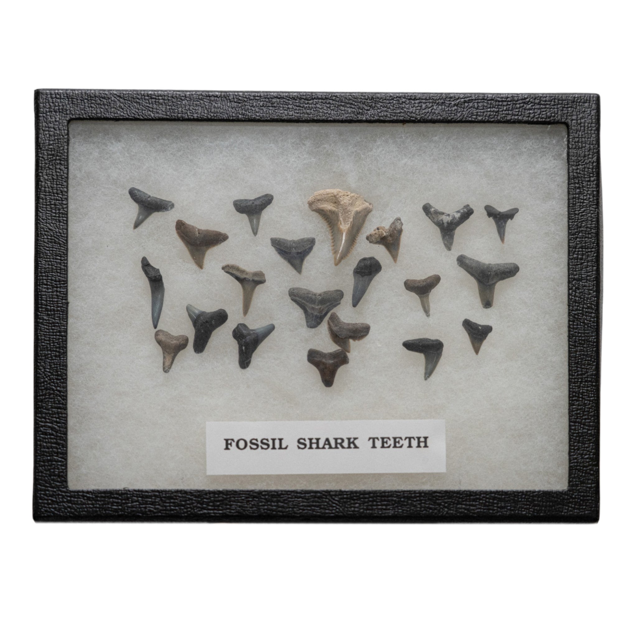 Real Fossil Shark Teeth For Sale — Skulls Unlimited International, Inc.