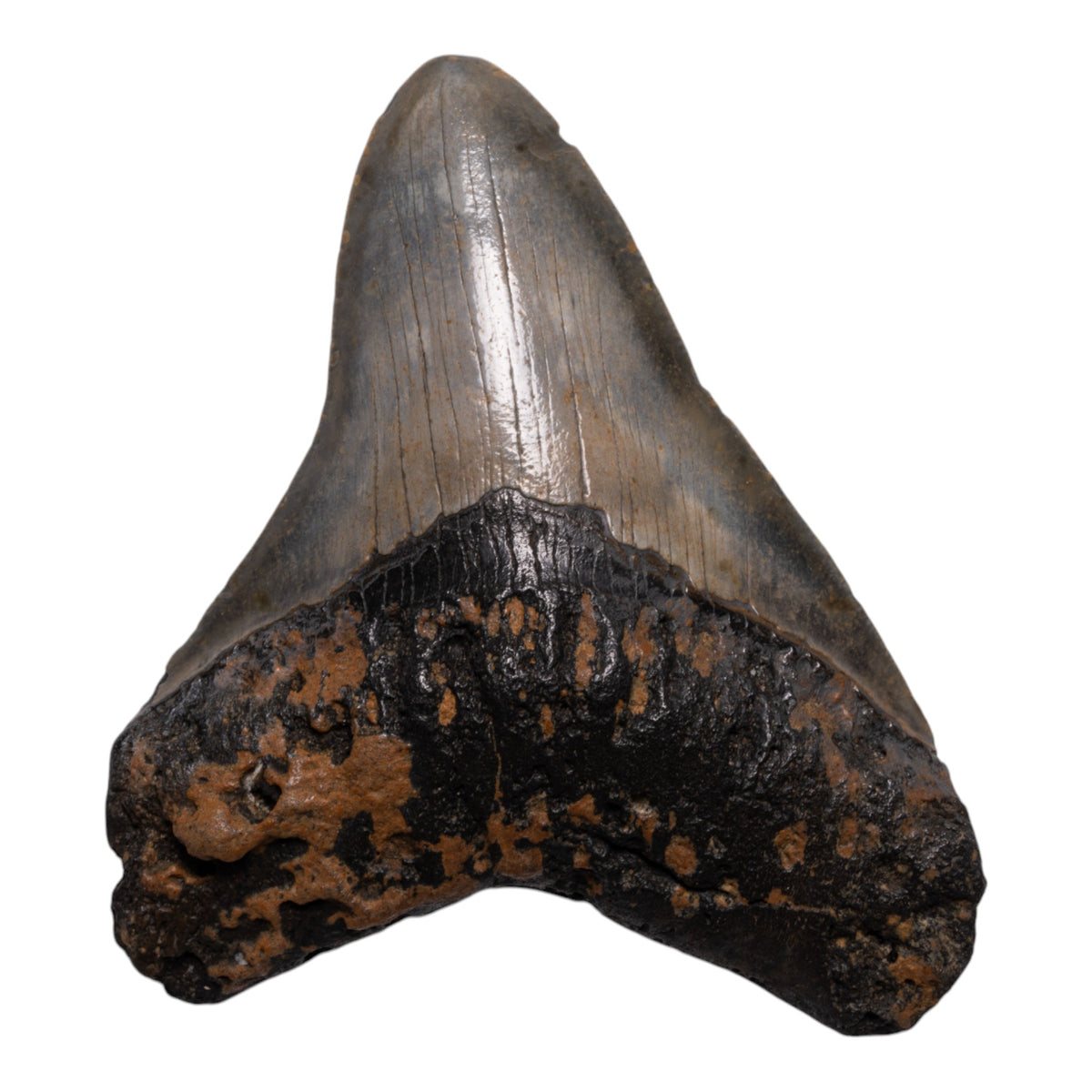 Real Megalodon Tooth For Sale — Skulls Unlimited International, Inc.