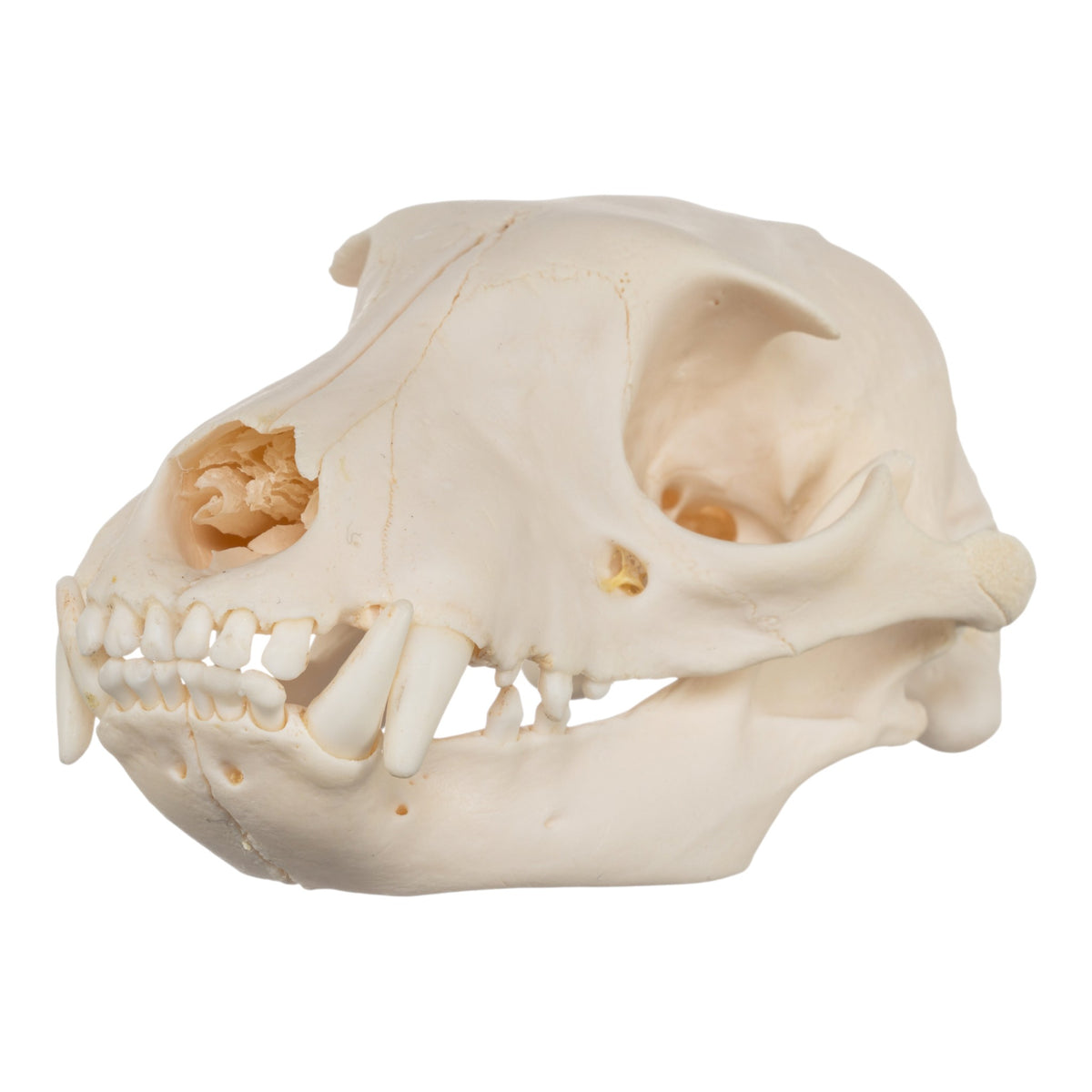 Real Aardwolf Skull For Sale — Skulls Unlimited International, Inc.