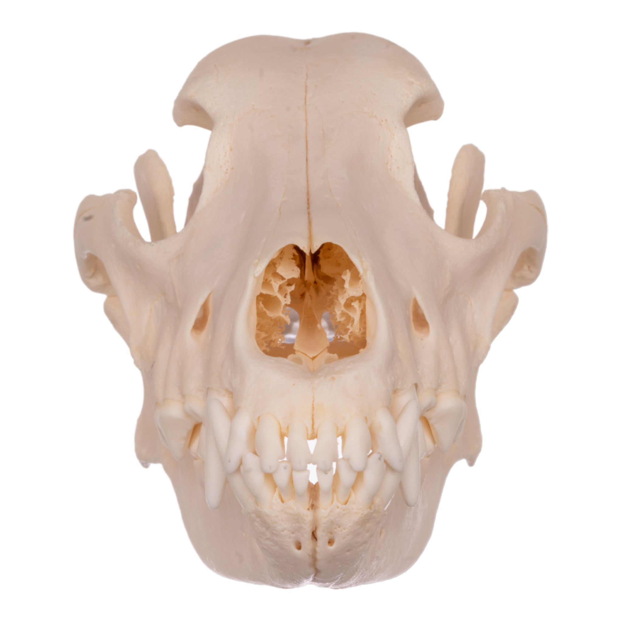 Real German Shepherd Skull For Sale — Skulls Unlimited International, Inc.