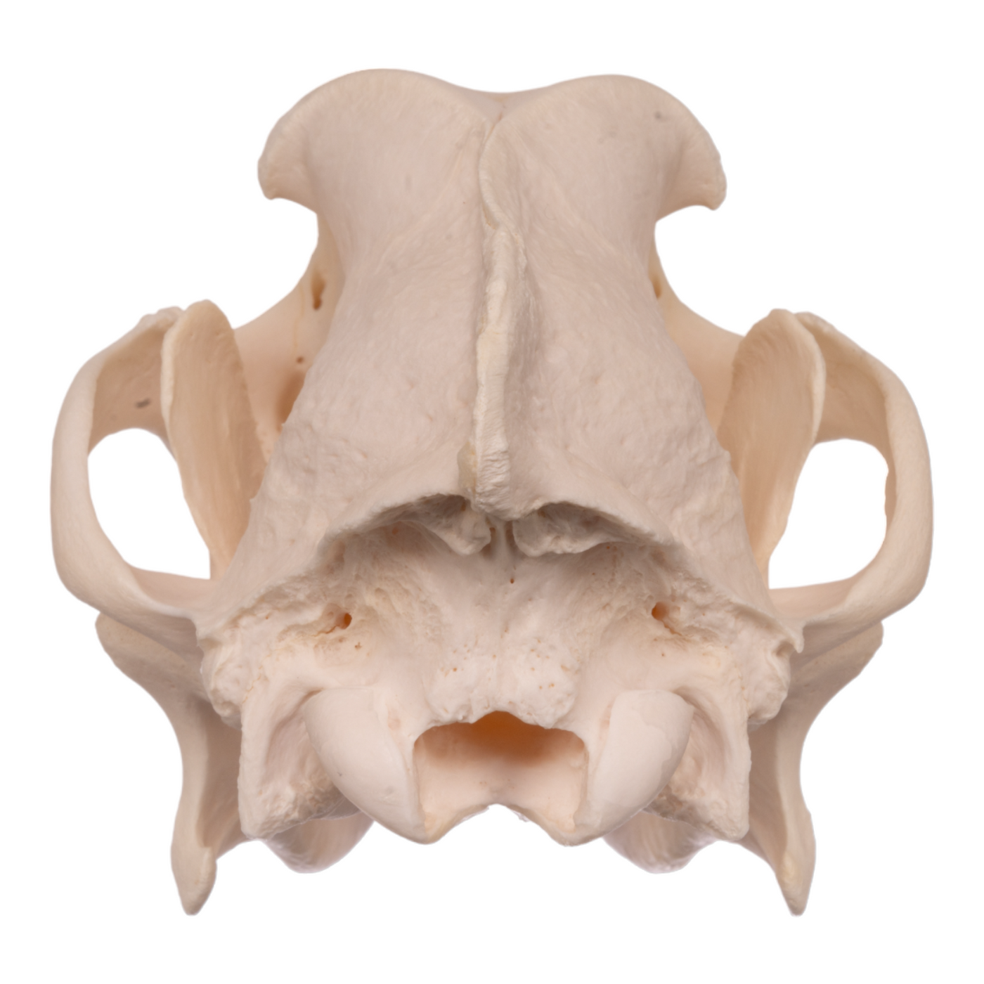 Real German Shepherd Skull For Sale — Skulls Unlimited International, Inc.