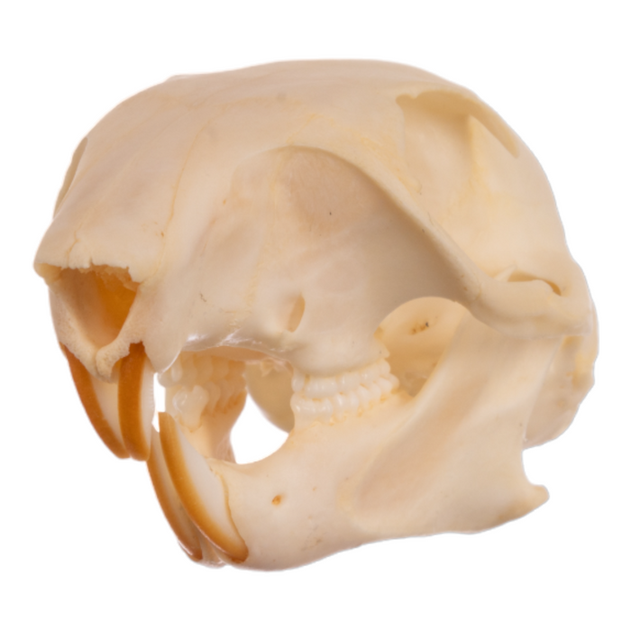 Gray Squirrel Skeleton