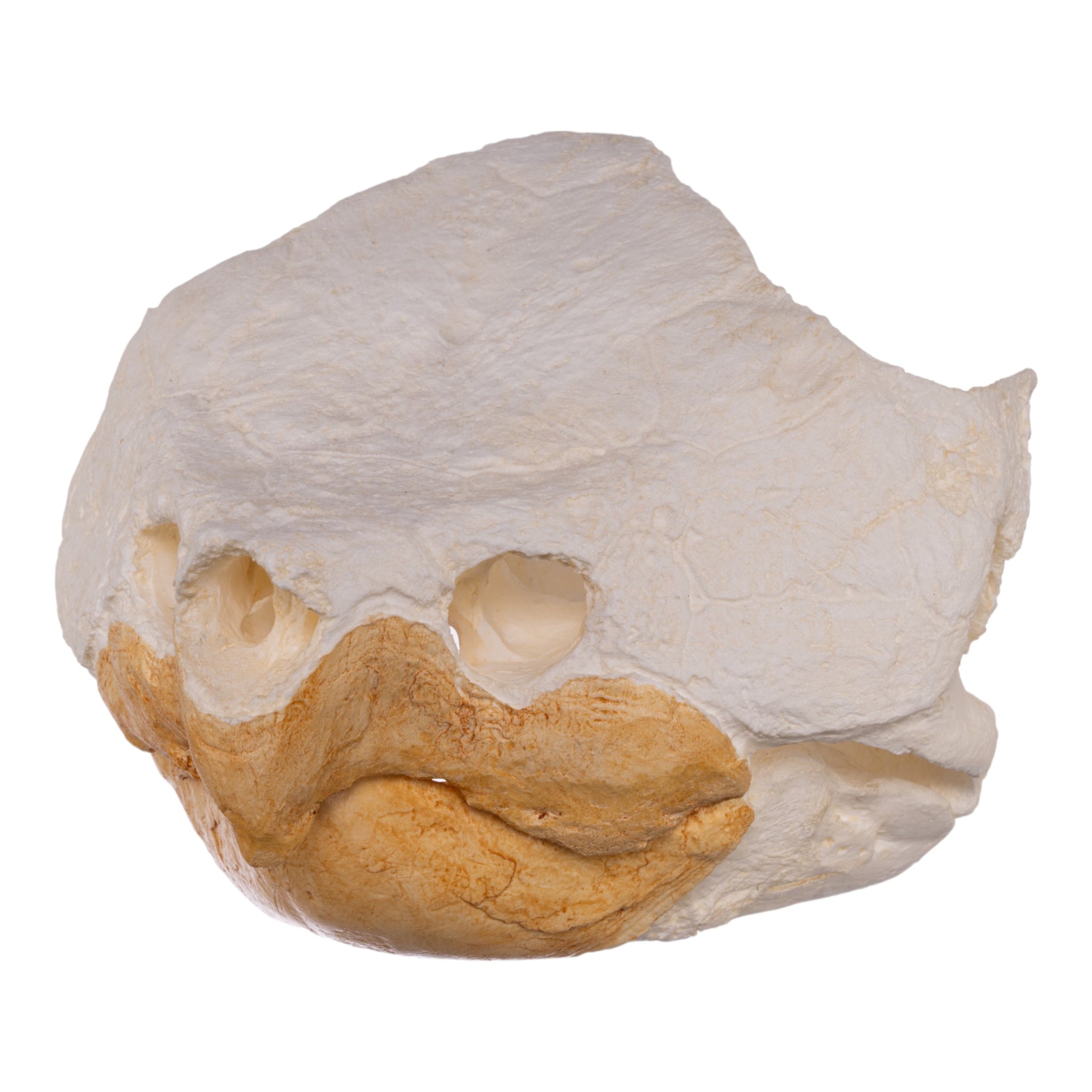 Replica Alligator Snapping Turtle Skull For Sale — Skulls Unlimited ...