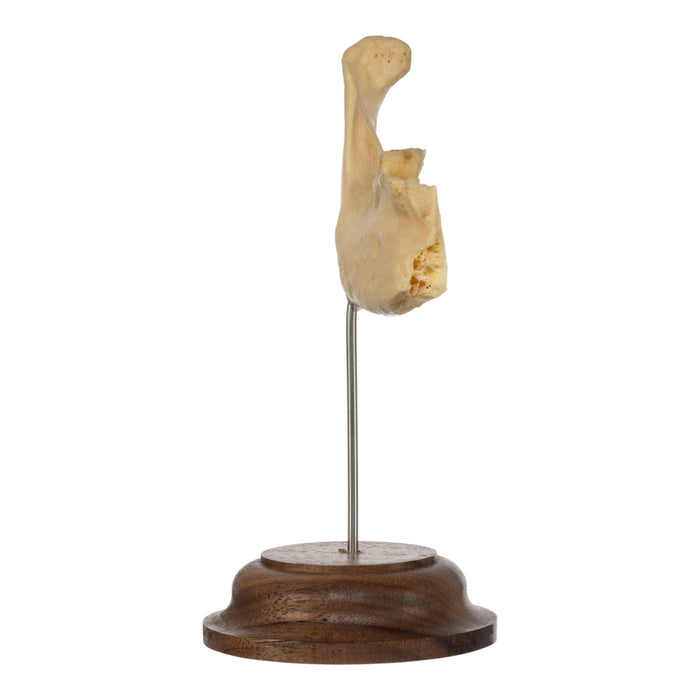 Real Human Partial Mandible on Stand For Sale — Skulls Unlimited ...