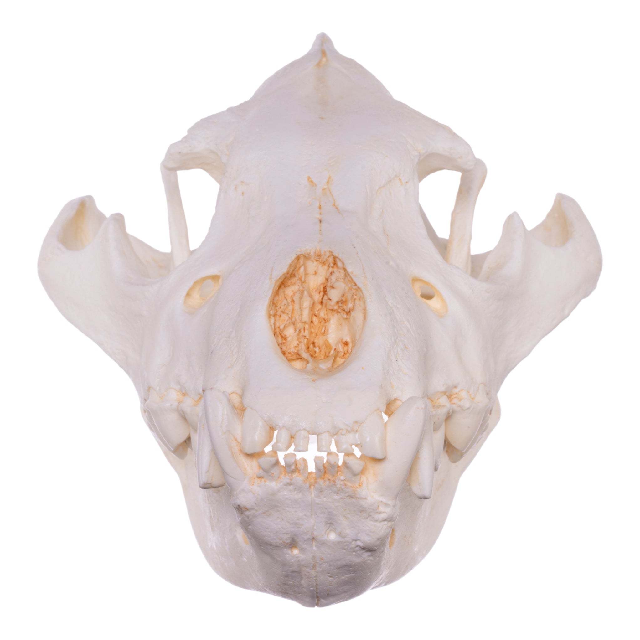 Replica Brown Hyena Skull For Sale — Skulls Unlimited International, Inc.
