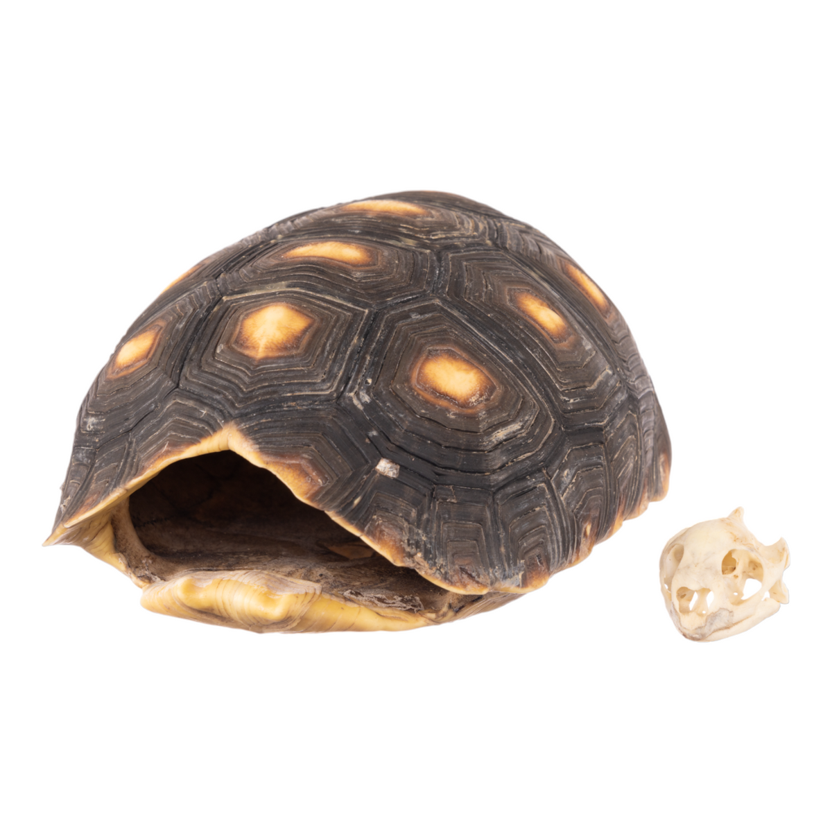 Real Red-footed Tortoise Skull and Shell — Skulls Unlimited ...