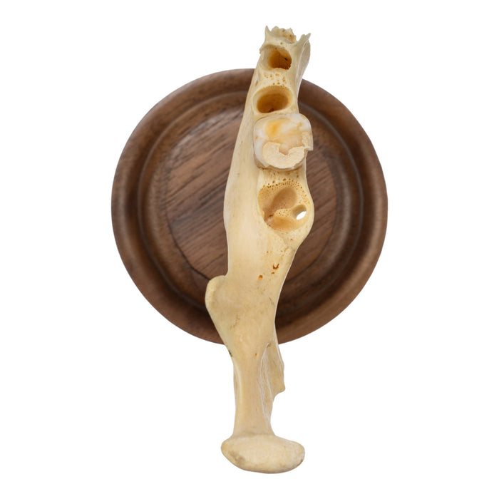 Real Human Partial Mandible on Stand For Sale — Skulls Unlimited ...