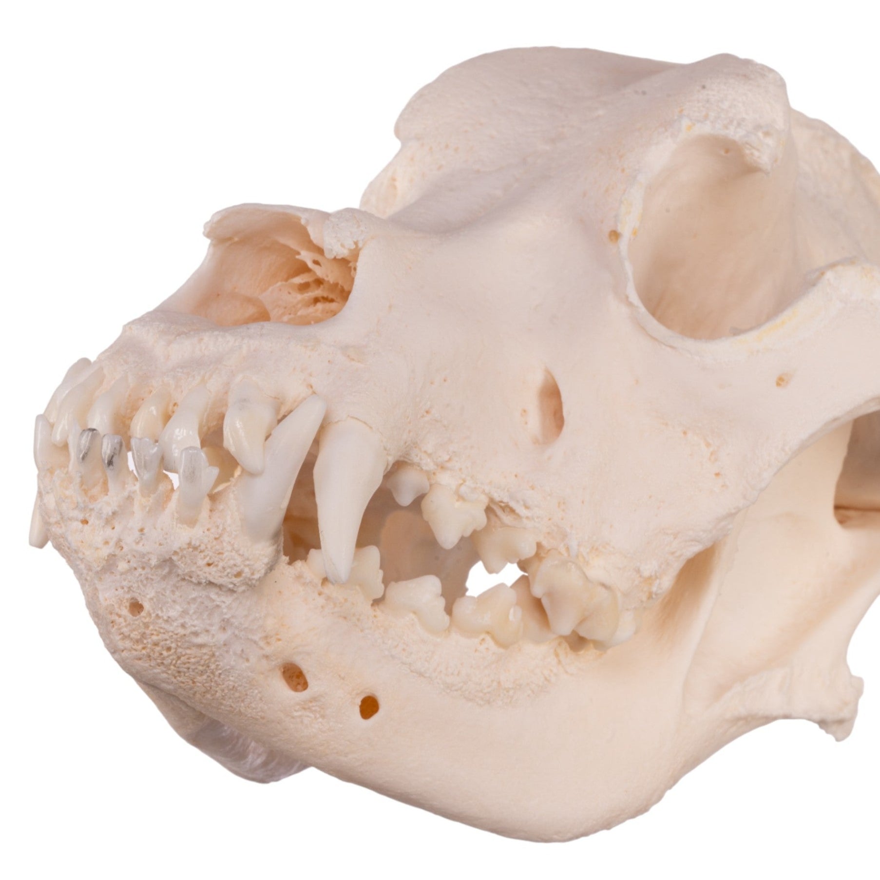 Real Mastiff Skull For Sale — Skulls Unlimited International, Inc.