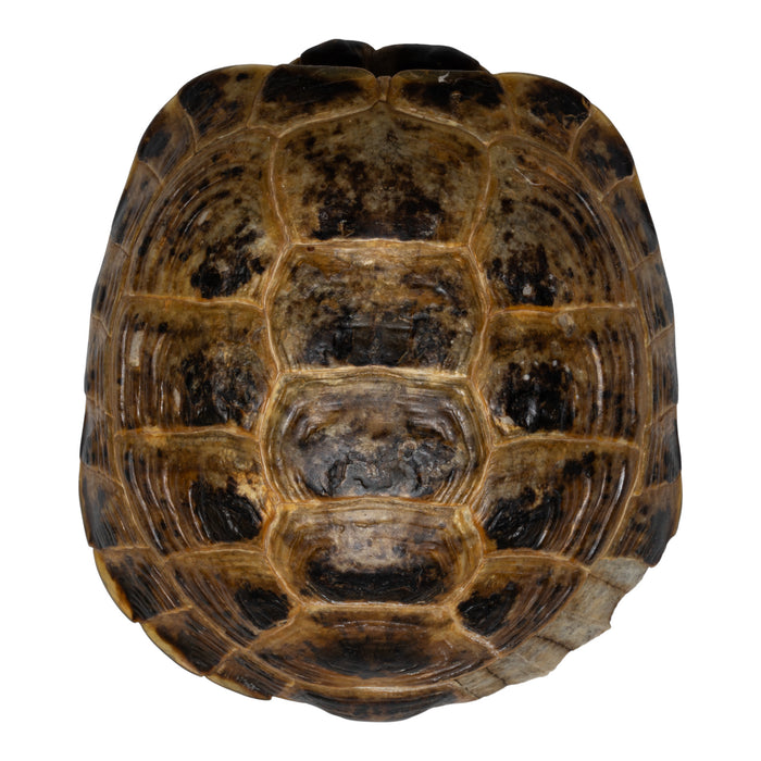 Real Russian Tortoise Shell For Sale — Skulls Unlimited International, Inc.
