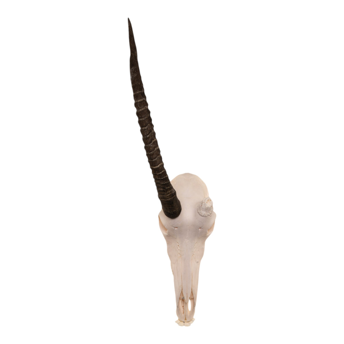 Real Sable Antelope Skull For Sale — Skulls Unlimited International, Inc.