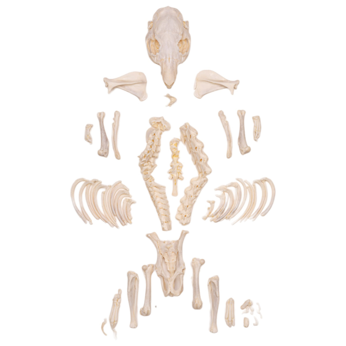 Real Guinea Pig Skeleton - Disarticulated For Sale — Skulls Unlimited ...