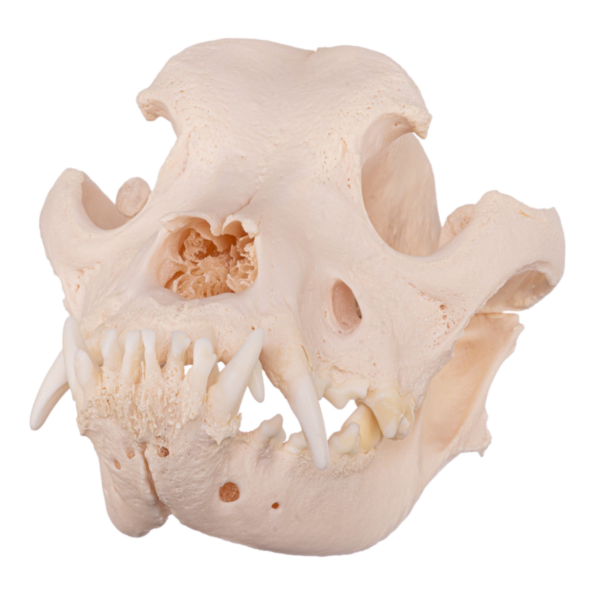 Real Mastiff Skull For Sale — Skulls Unlimited International, Inc.