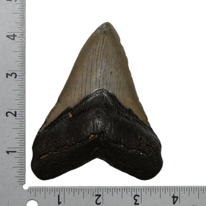 Real Megalodon Tooth For Sale — Skulls Unlimited International, Inc.