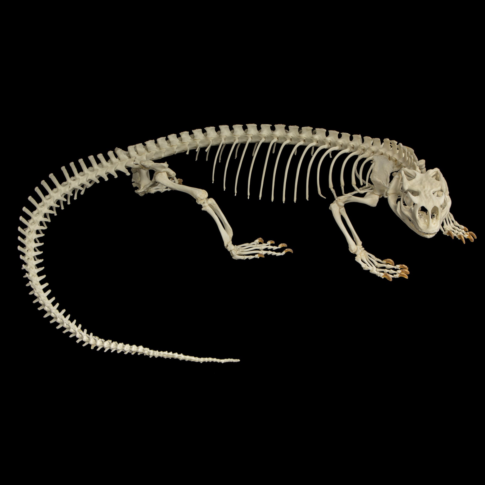 Real Savannah Monitor Skeleton For Sale — Skulls Unlimited ...